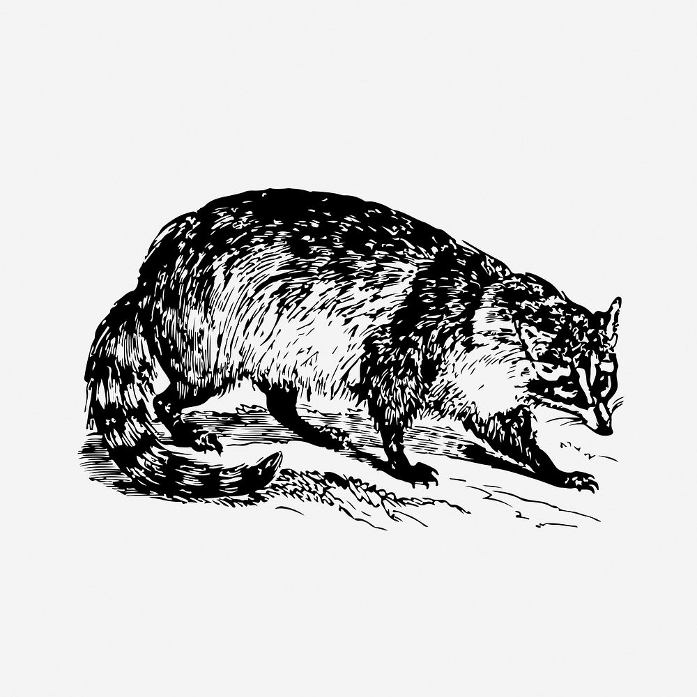 Raccoon drawing, vintage illustration. Free | Free Photo - rawpixel