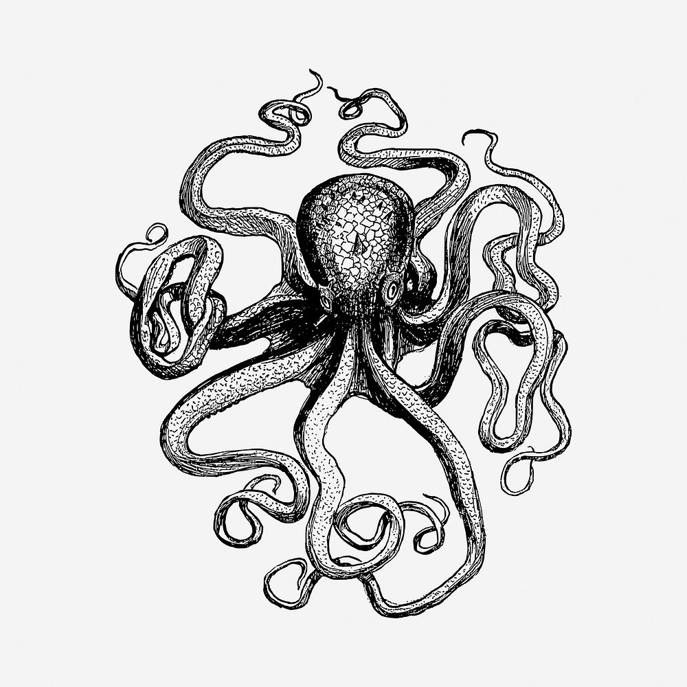 Octopus drawing, vintage illustration. Free | Free Photo - rawpixel
