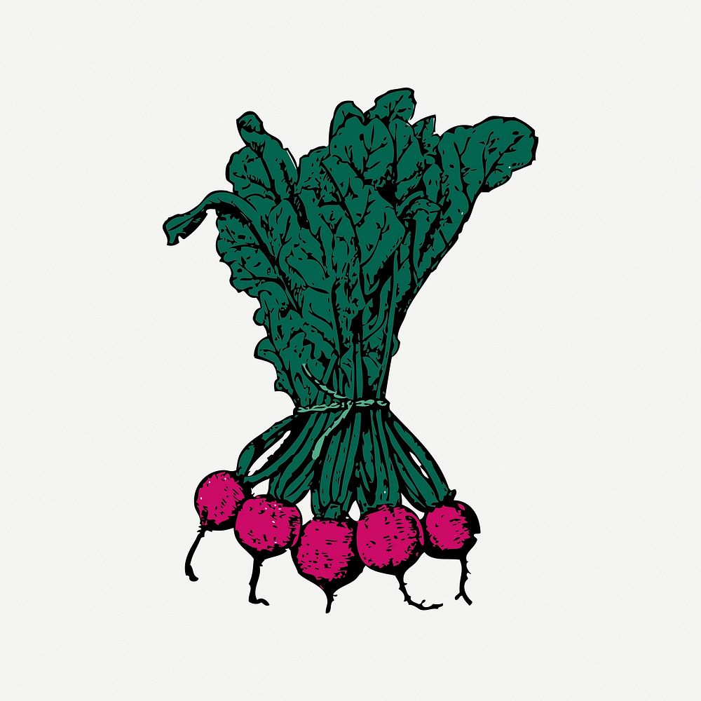 Beets collage element, drawing illustration | Free PSD - rawpixel