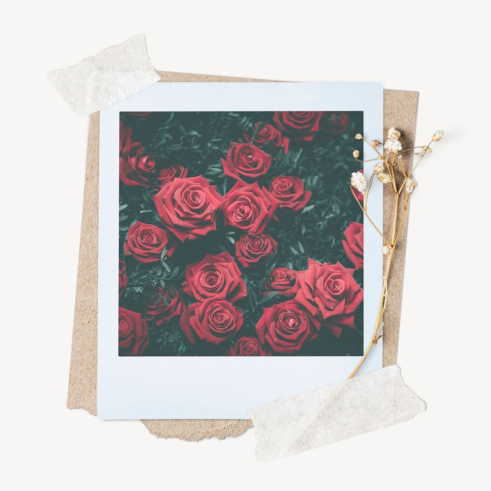 Red roses instant film frame, | Free Photo - rawpixel