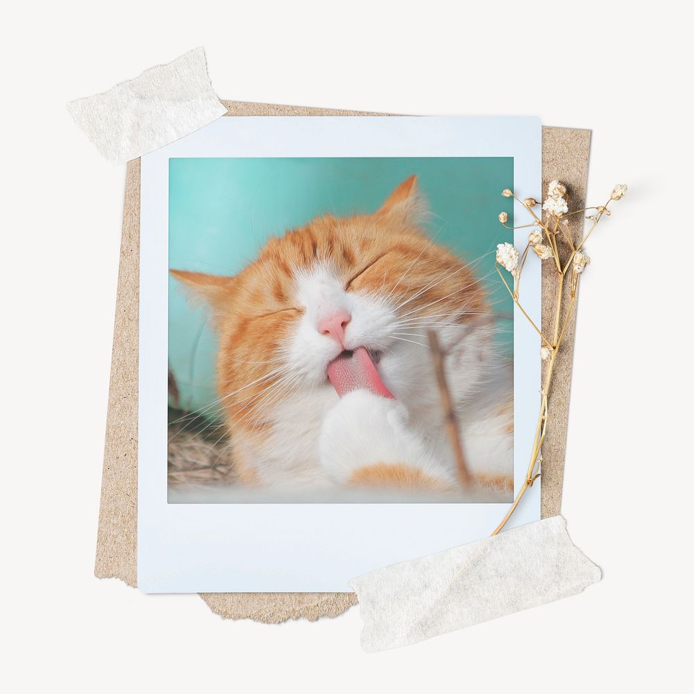 Cute cat instant film frame, | Free Photo - rawpixel