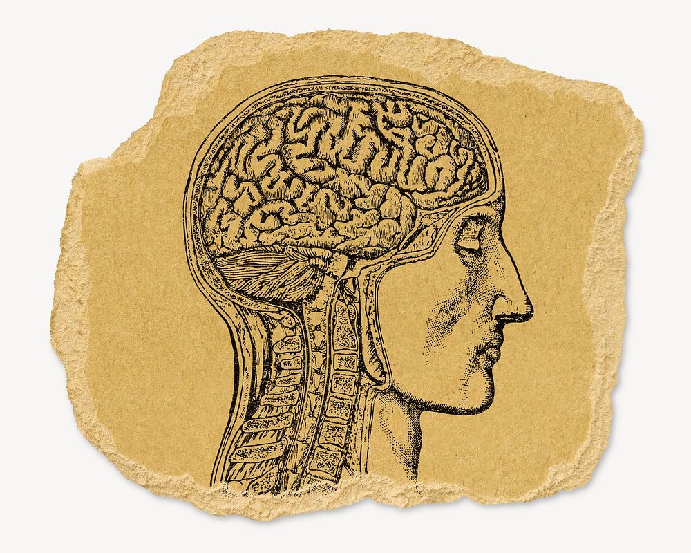Anatomical brain man sticker, ripped | Free PSD Illustration - rawpixel