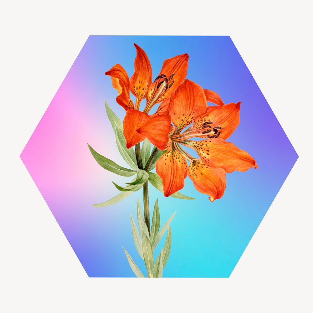Lily flower on gradient shape, | Free Photo - rawpixel