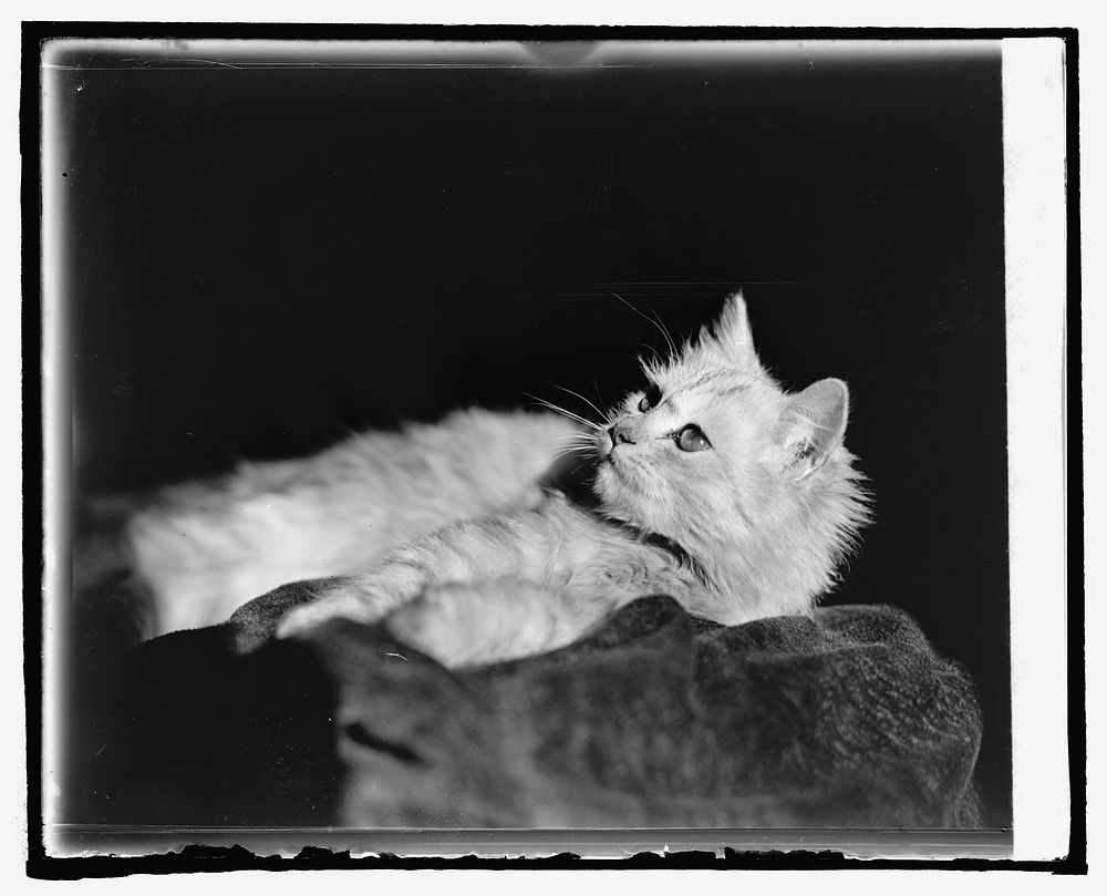 Domestic+poses Cat Images | Free Photos, PNG Stickers, Wallpapers ...