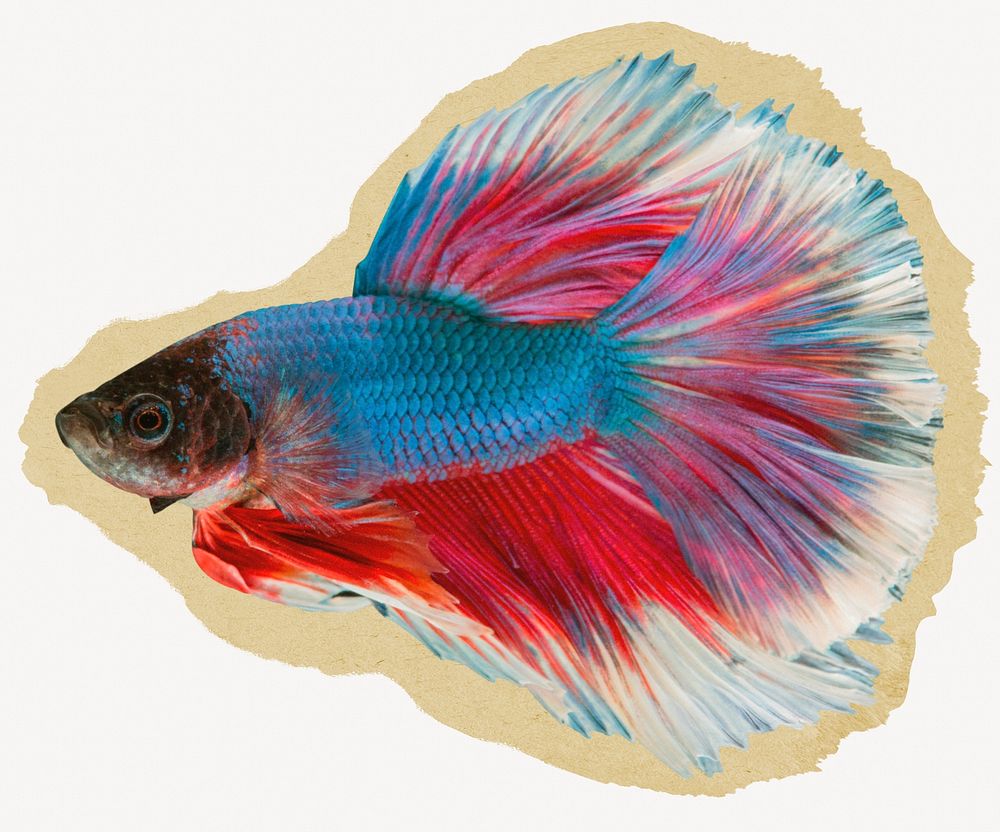Betta fish, animal on ripped | Free Photo - rawpixel
