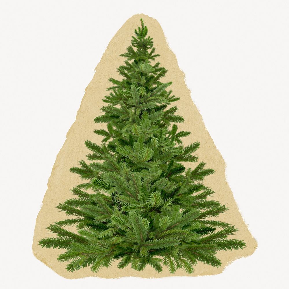 Christmas tree, winter holiday ripped | Free Photo - rawpixel