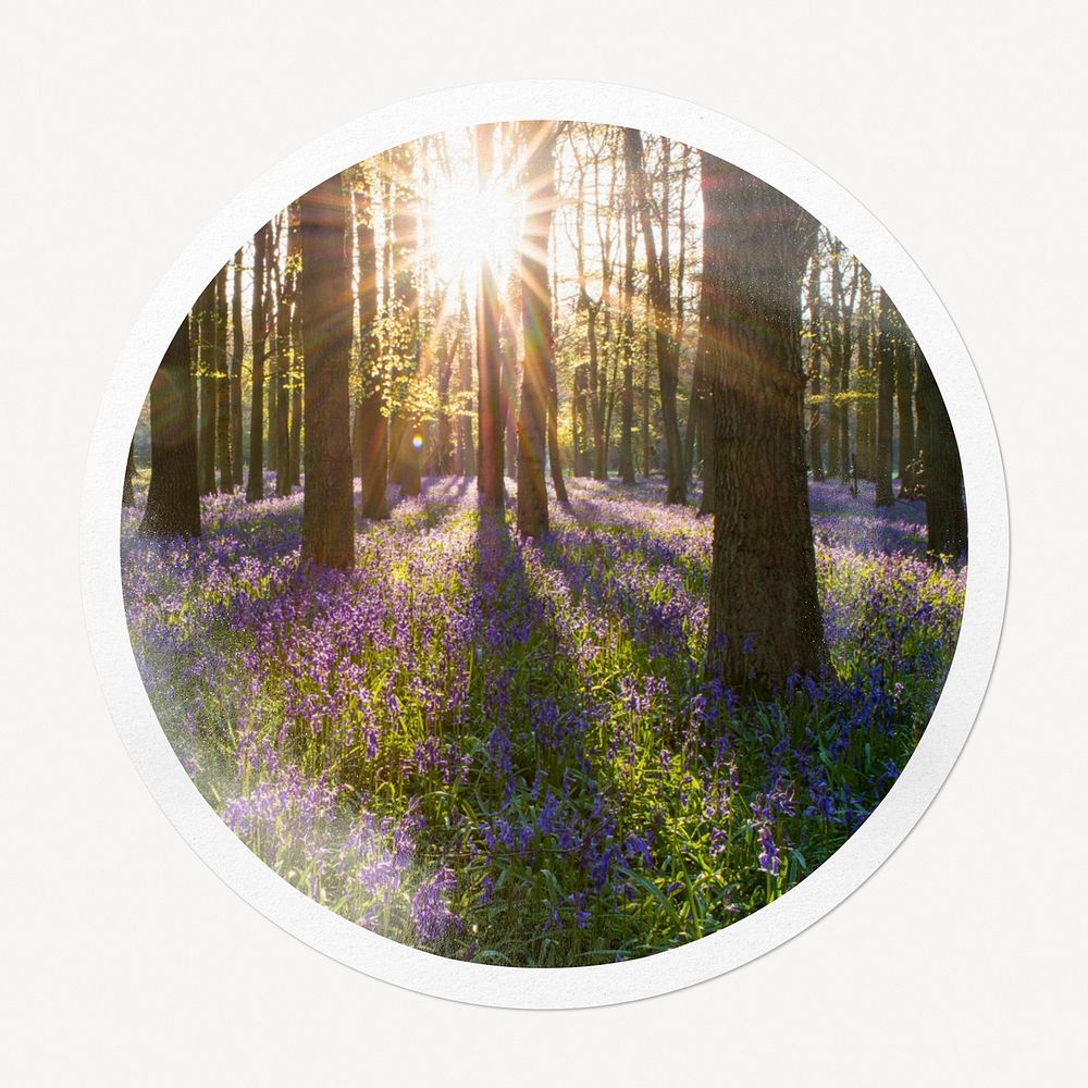 Sun flare forest circle frame, | Free Photo - rawpixel