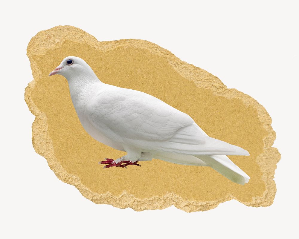Homing pigeon, ripped paper collage | Premium Photo - rawpixel