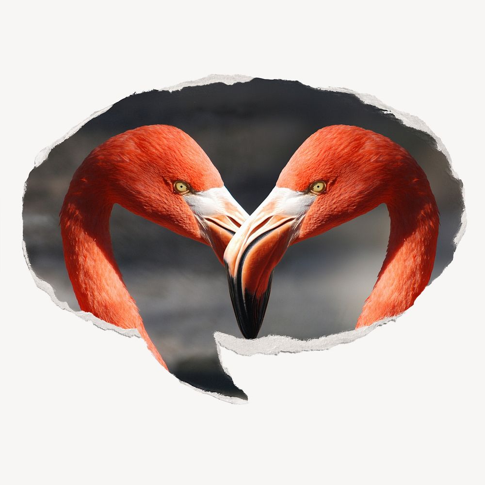 Flamingo heads, ripped paper speech | Free Photo - rawpixel