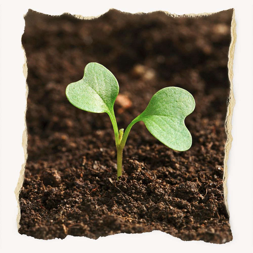 Growing sprout, ripped paper, environment | Free Photo - rawpixel