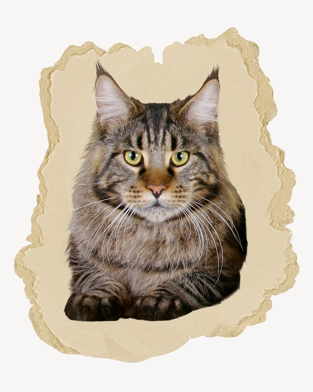 Maine Coon cat, ripped paper | Premium Photo - rawpixel