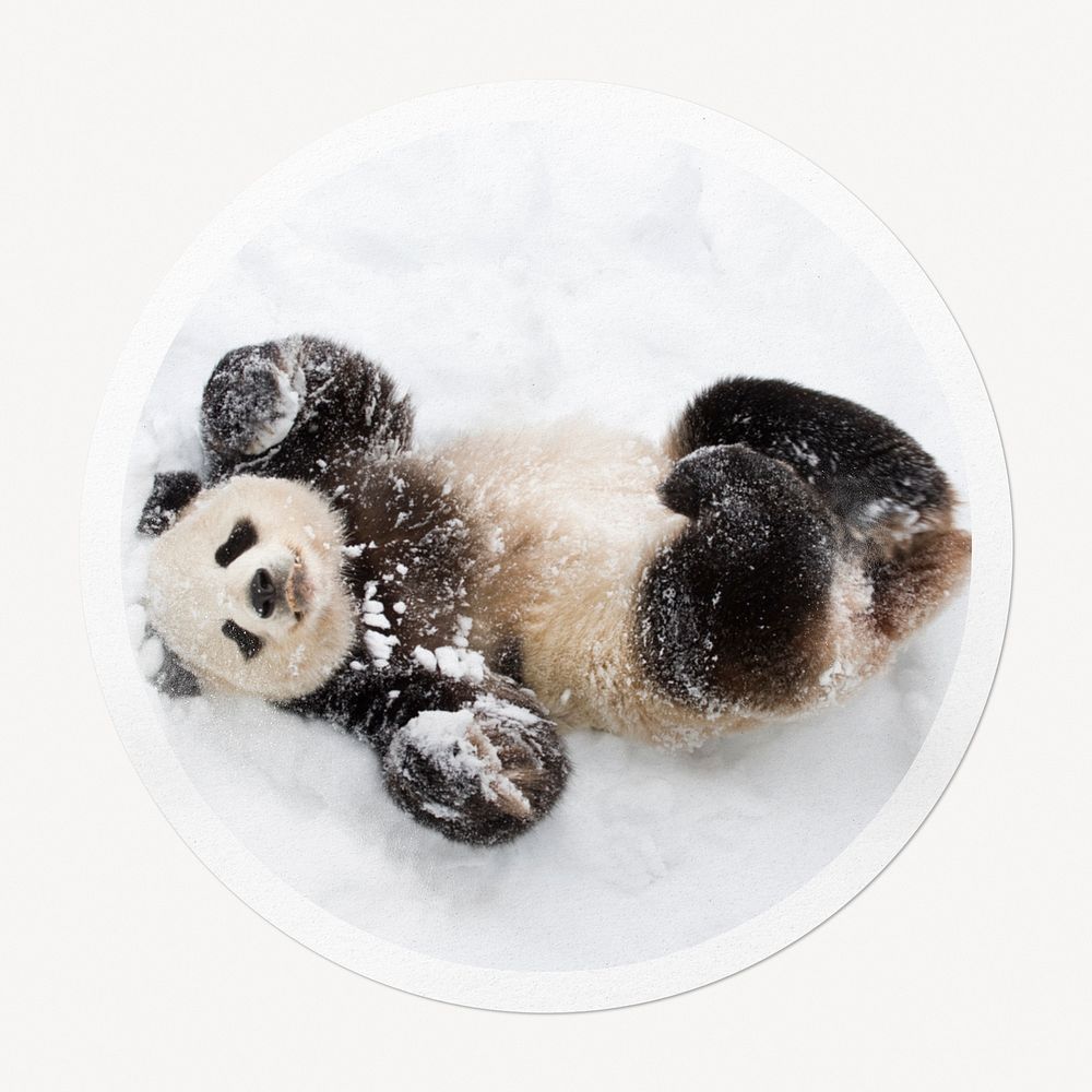Panda snow, circle frame, wildlife | Free Photo - rawpixel