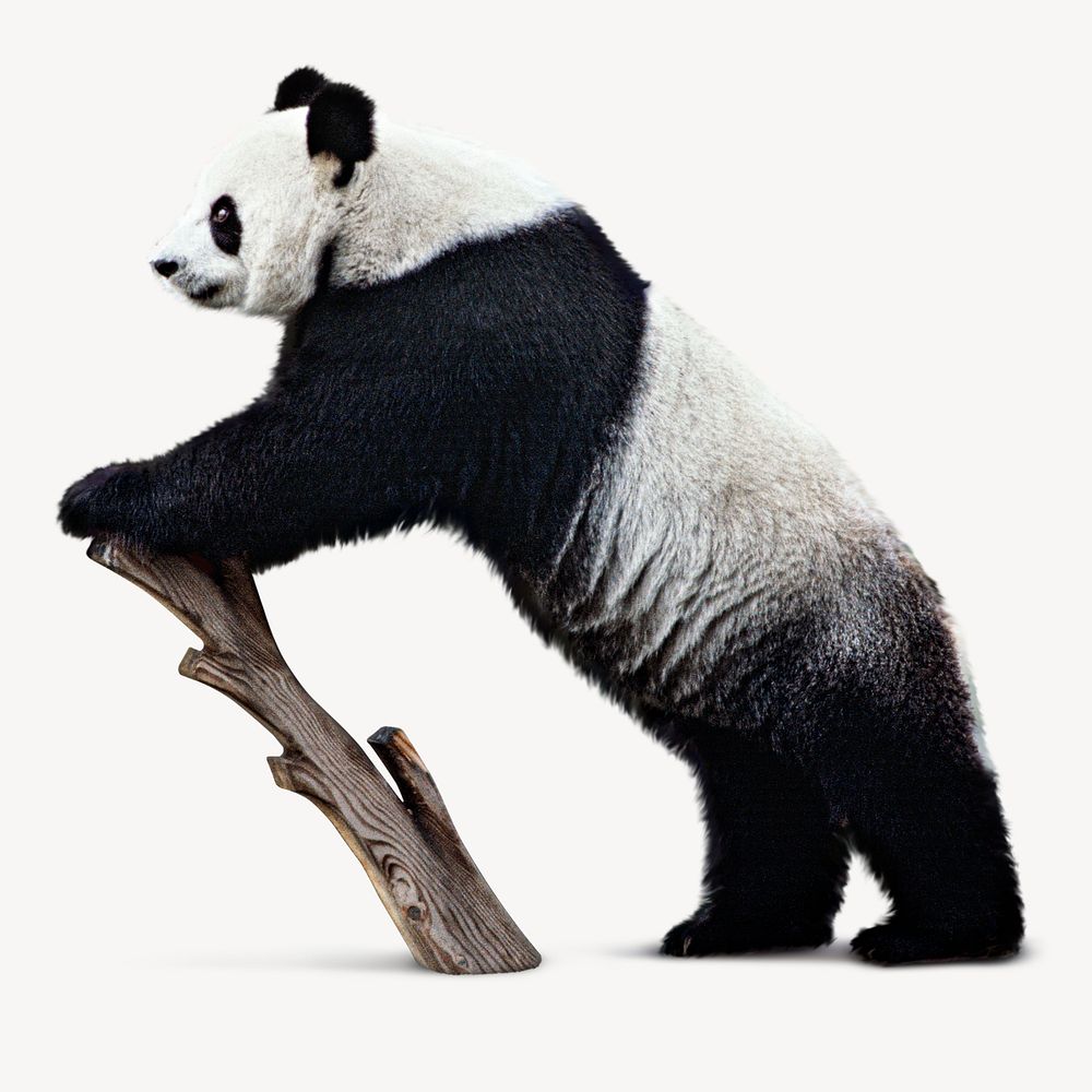 Giant Panda collage element psd | Premium PSD - rawpixel