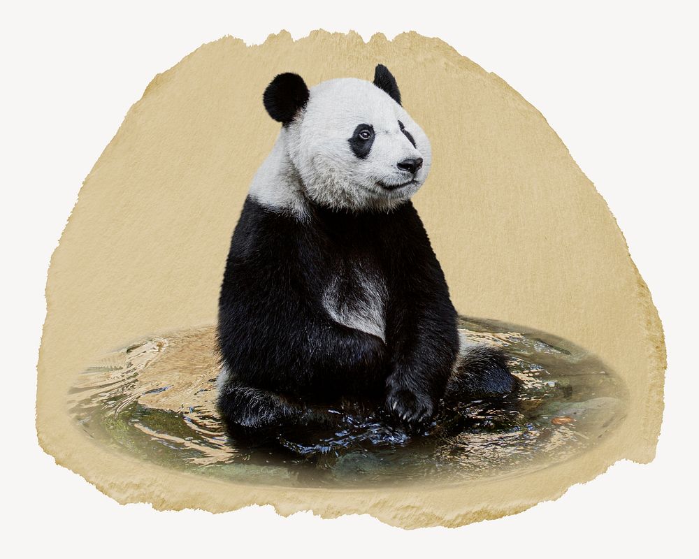 Panda bear, ripped paper collage | Free Photo - rawpixel