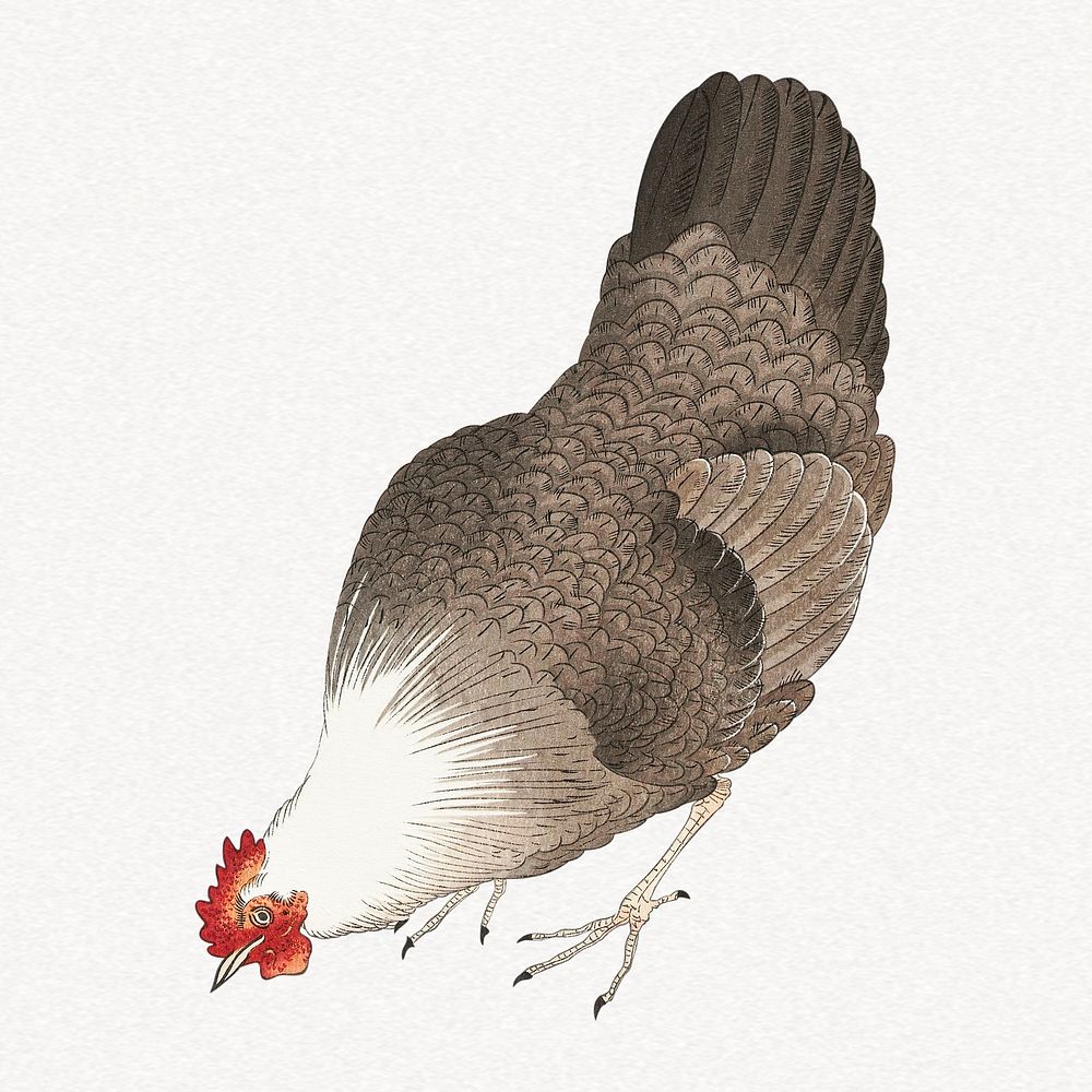 Chicken collage element, farm animal | Premium PSD - rawpixel