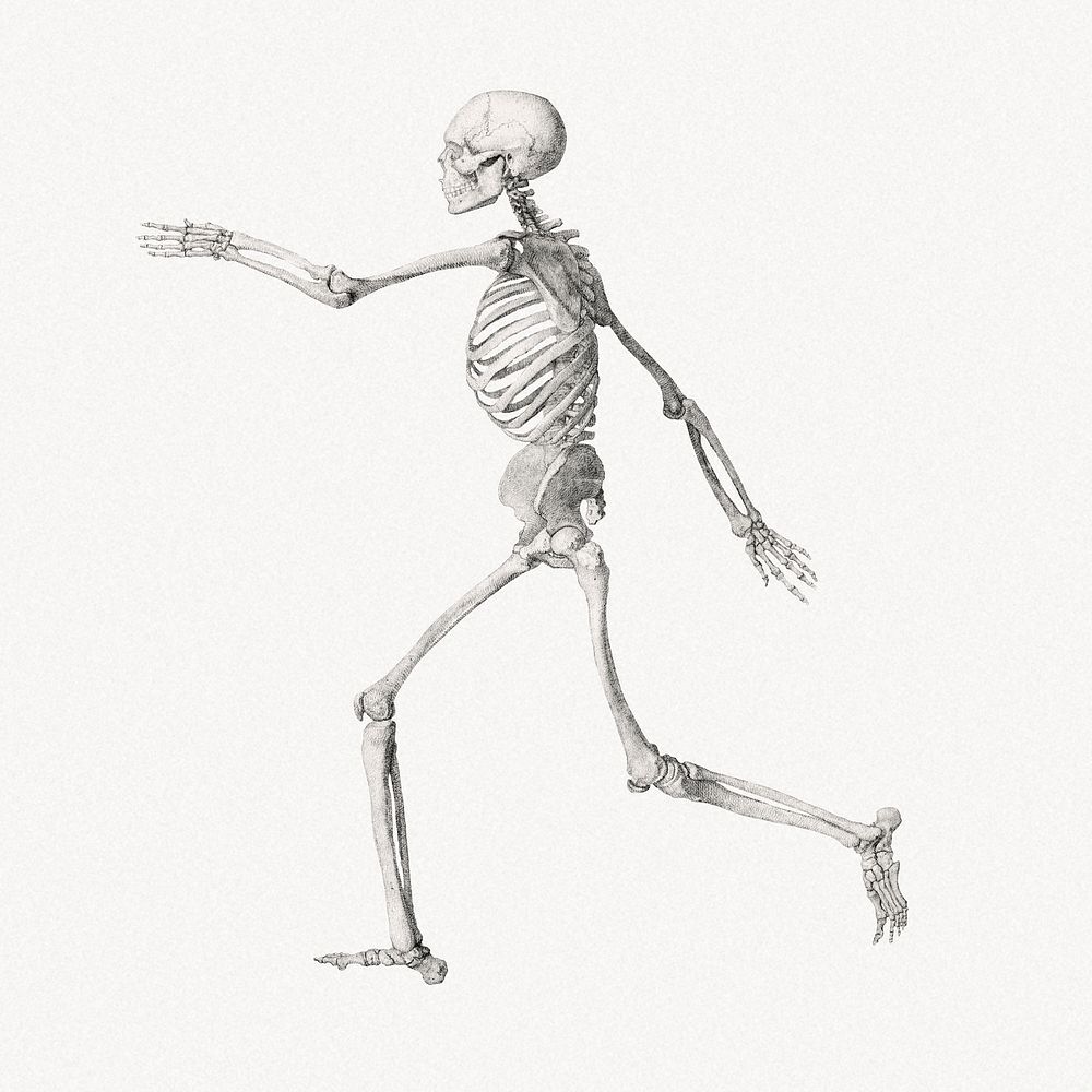 Human figure illustration, vintage illustration | Free Photo ...