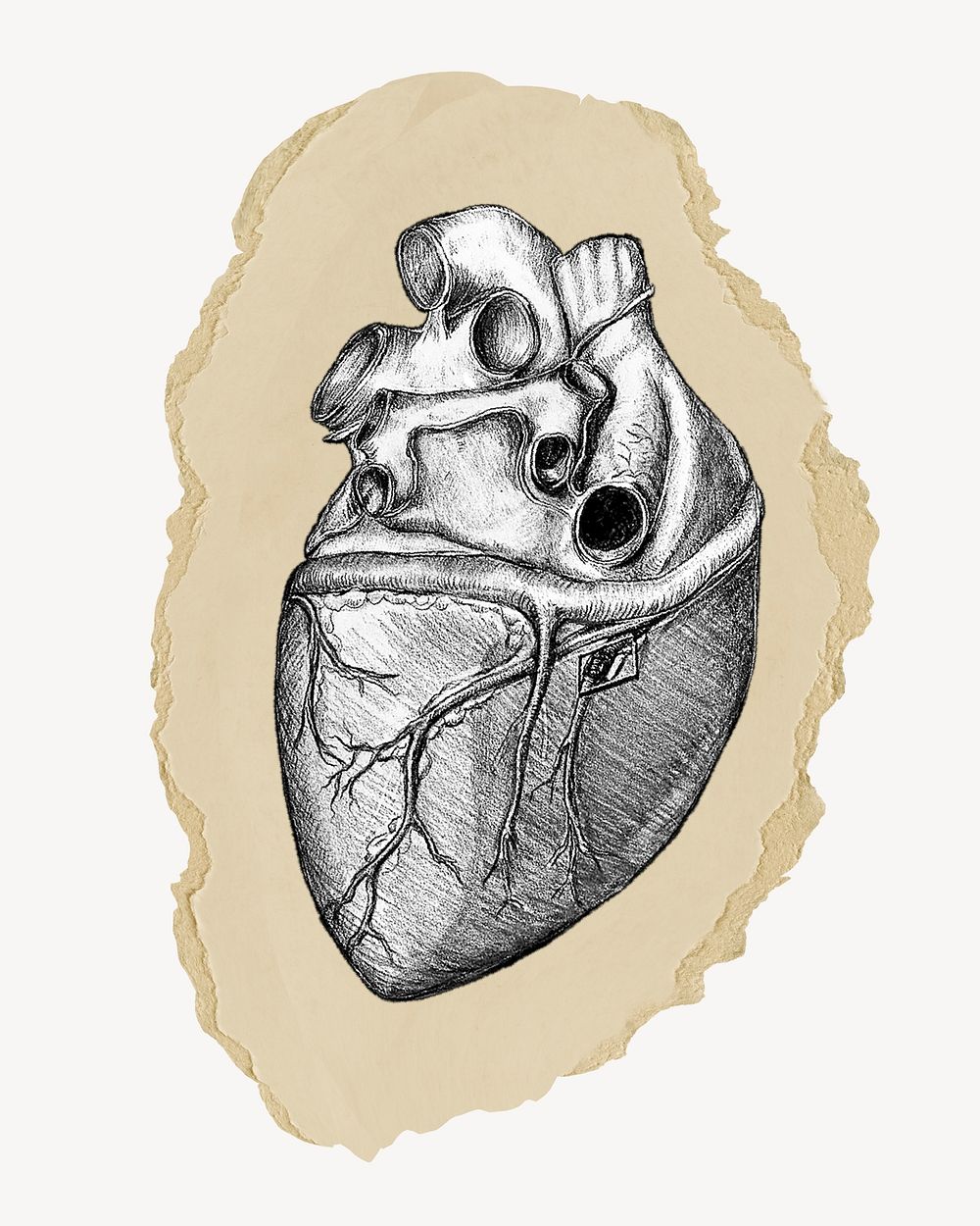 Realistic heart, ripped paper collage | Premium Photo - rawpixel