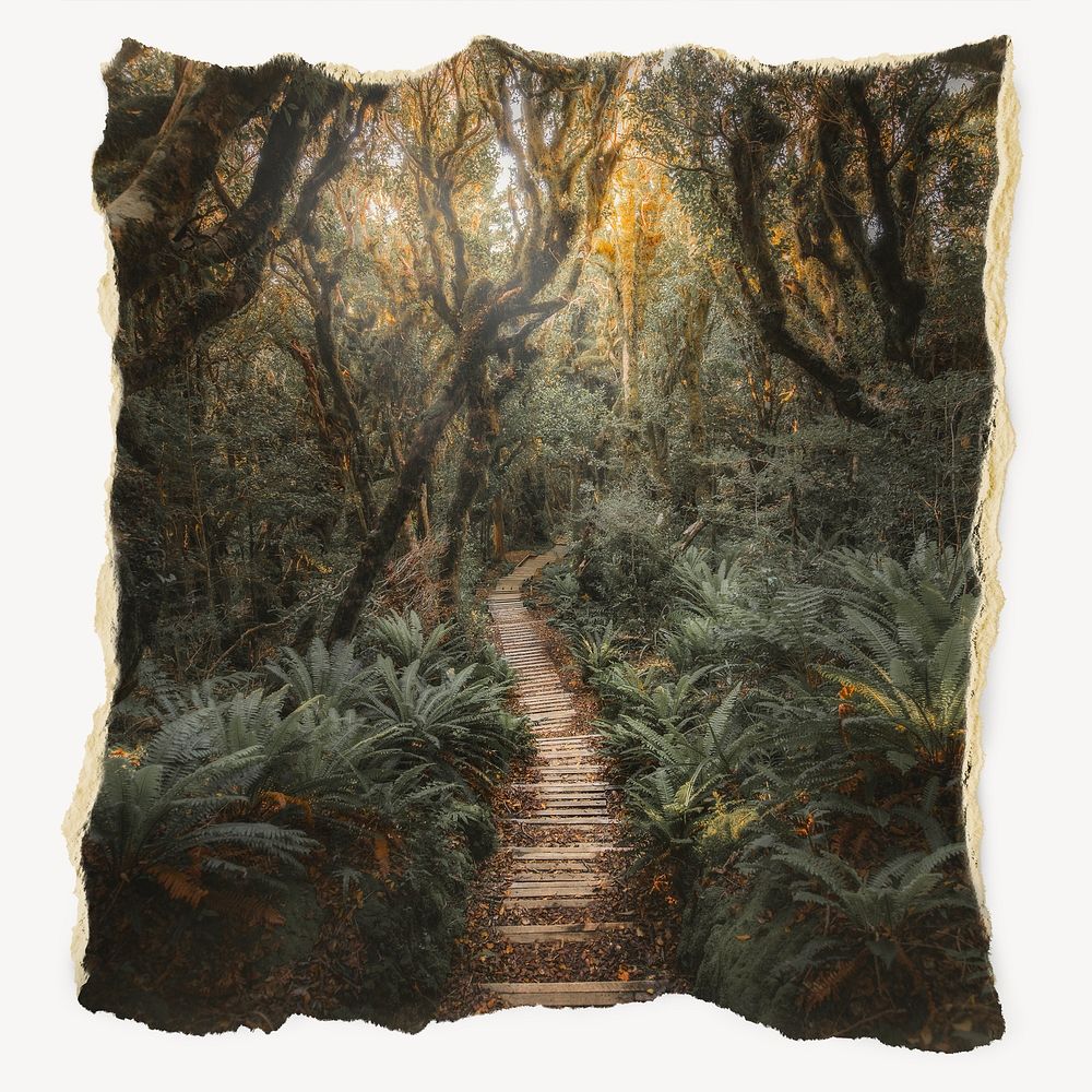 Forest pathway, ripped paper, nature | Free Photo - rawpixel