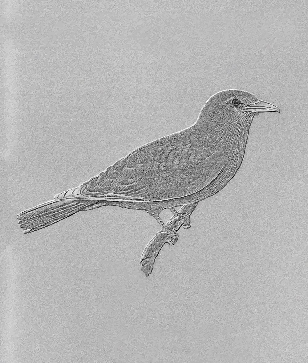 European roller bird vintage vector, | Premium Vector Illustration ...