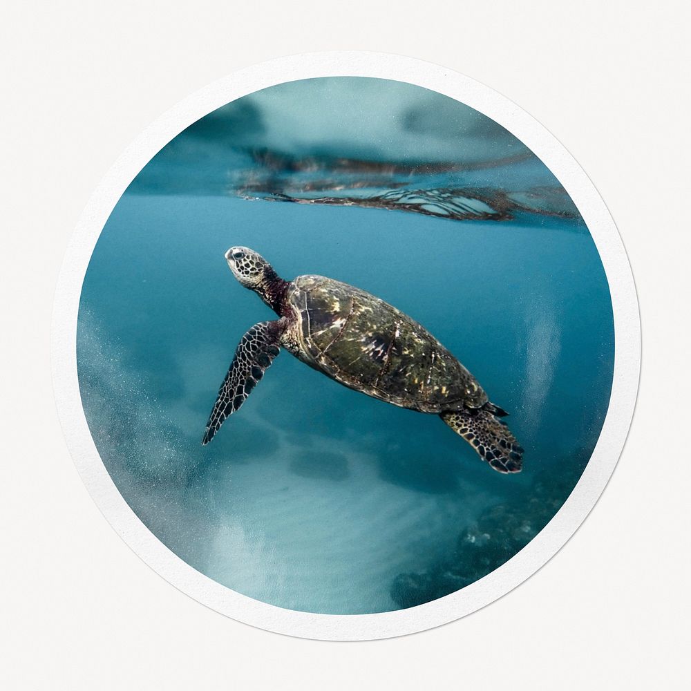 Sea turtle circle frame, animal | Free Photo - rawpixel