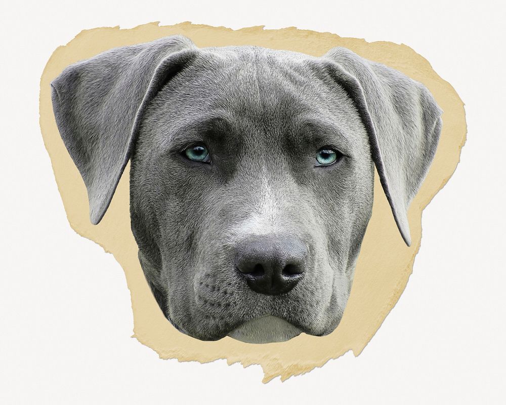 Weimaraner dog ripped paper, pet | Free Photo - rawpixel