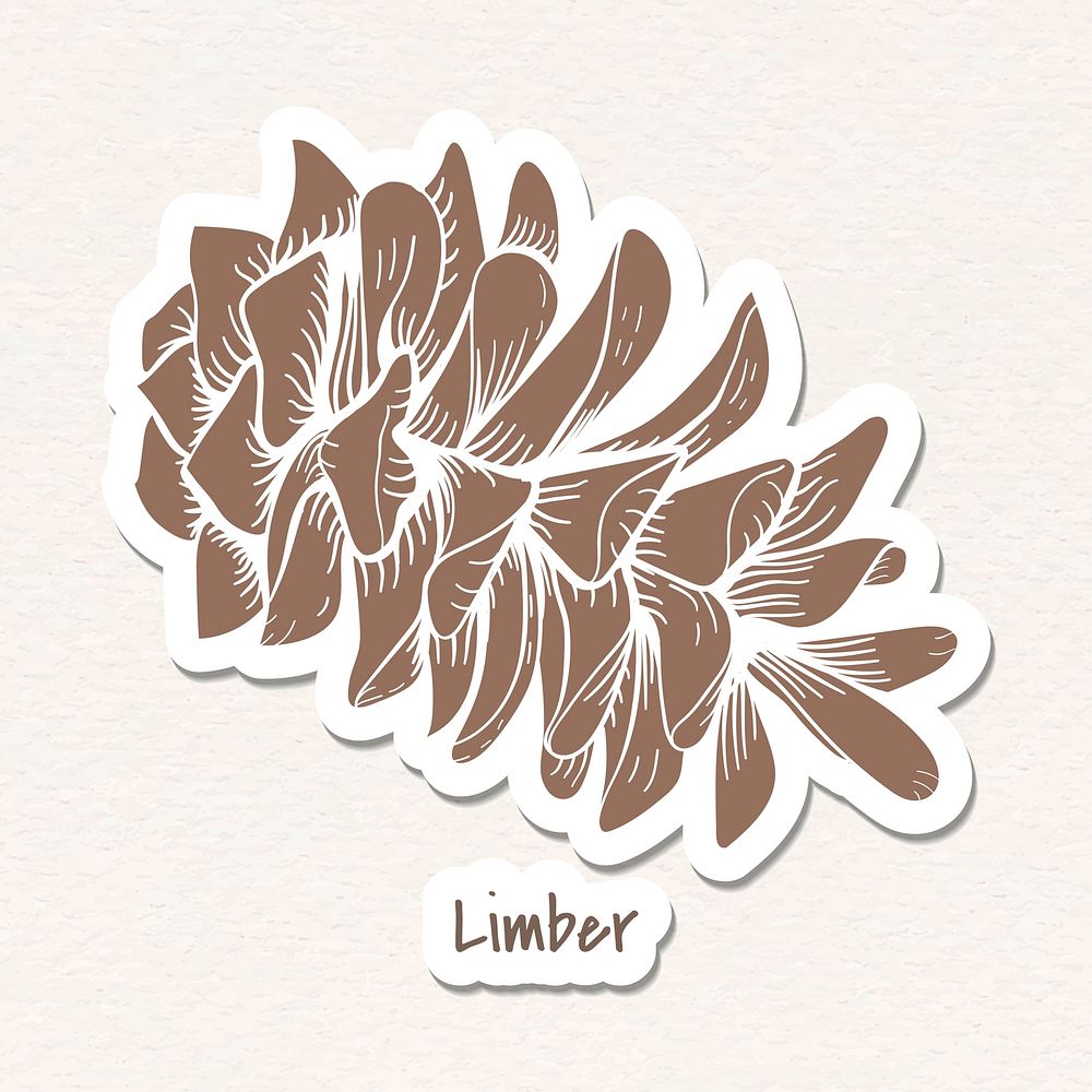 Limber cone sticker white border | Premium Vector - rawpixel