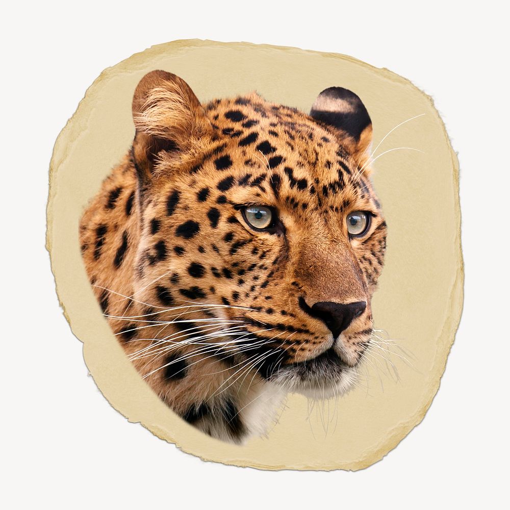 Leopard tiger ripped paper, wild | Free Photo - rawpixel