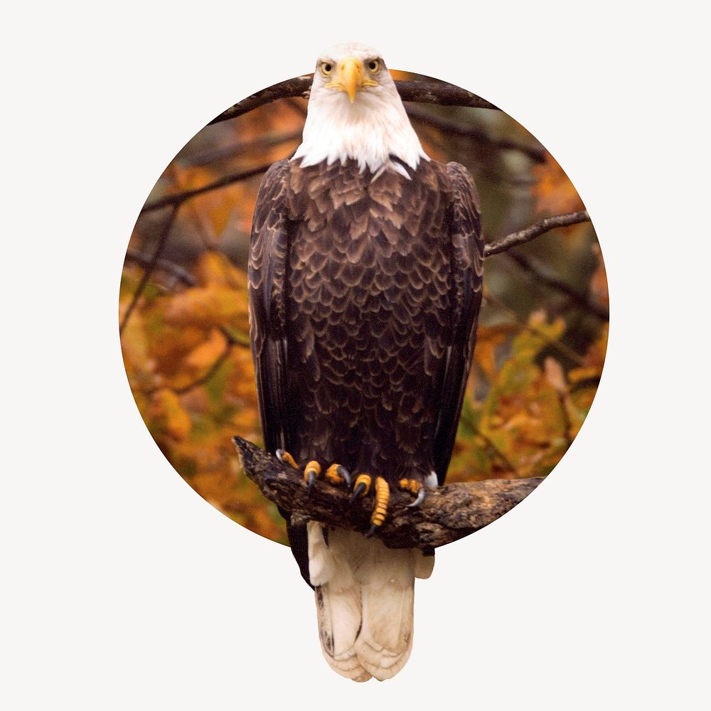 Autumn eagle bird badge, animal | Free Photo - rawpixel