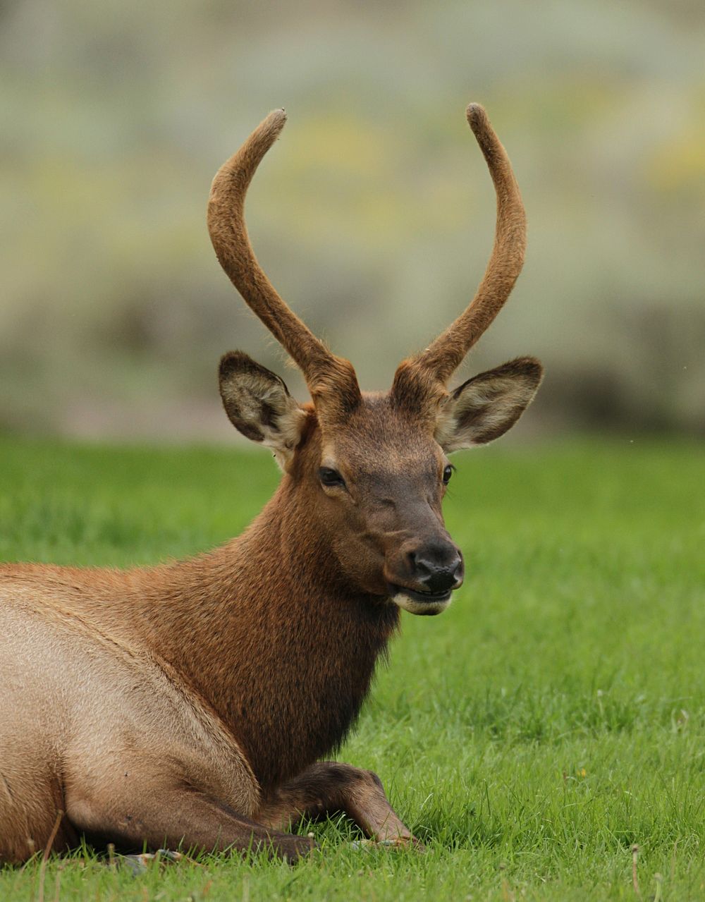 Spike elk Mammoth Jim Peaco | Free Photo - rawpixel