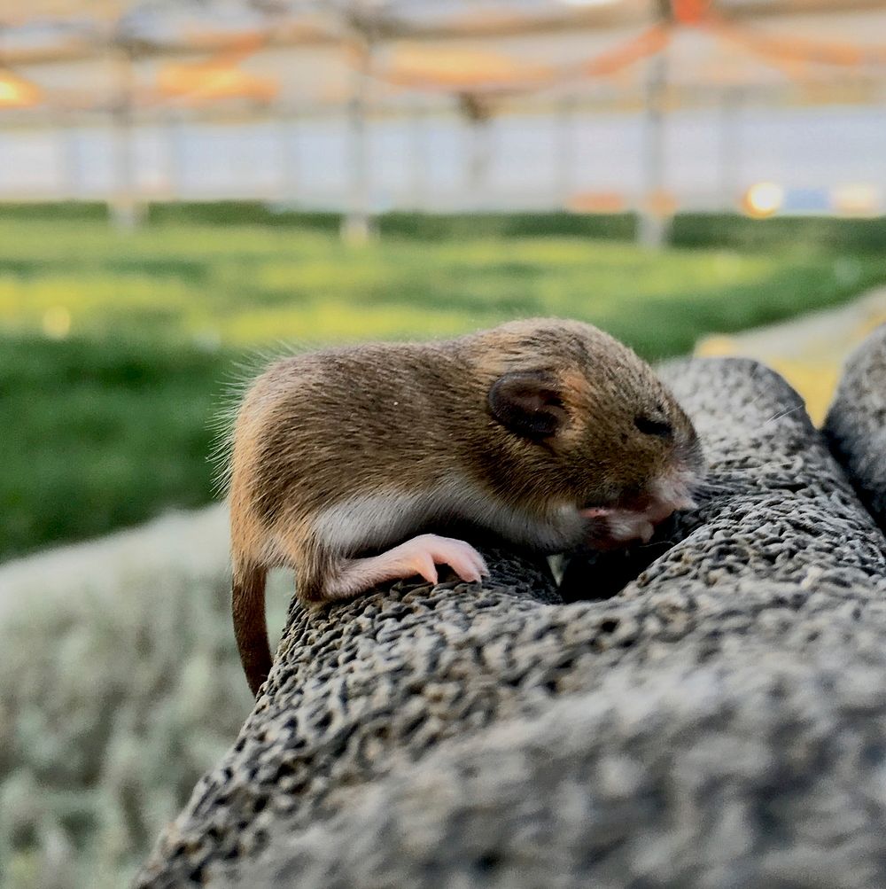 20181028-FS-Boise National Forest-SD-Topo-09Baby mouse. Lucky | Free ...