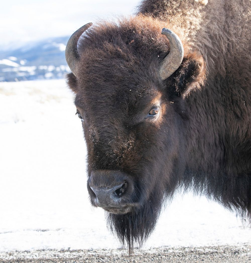 Bison road, close up. Original | Free Photo - rawpixel
