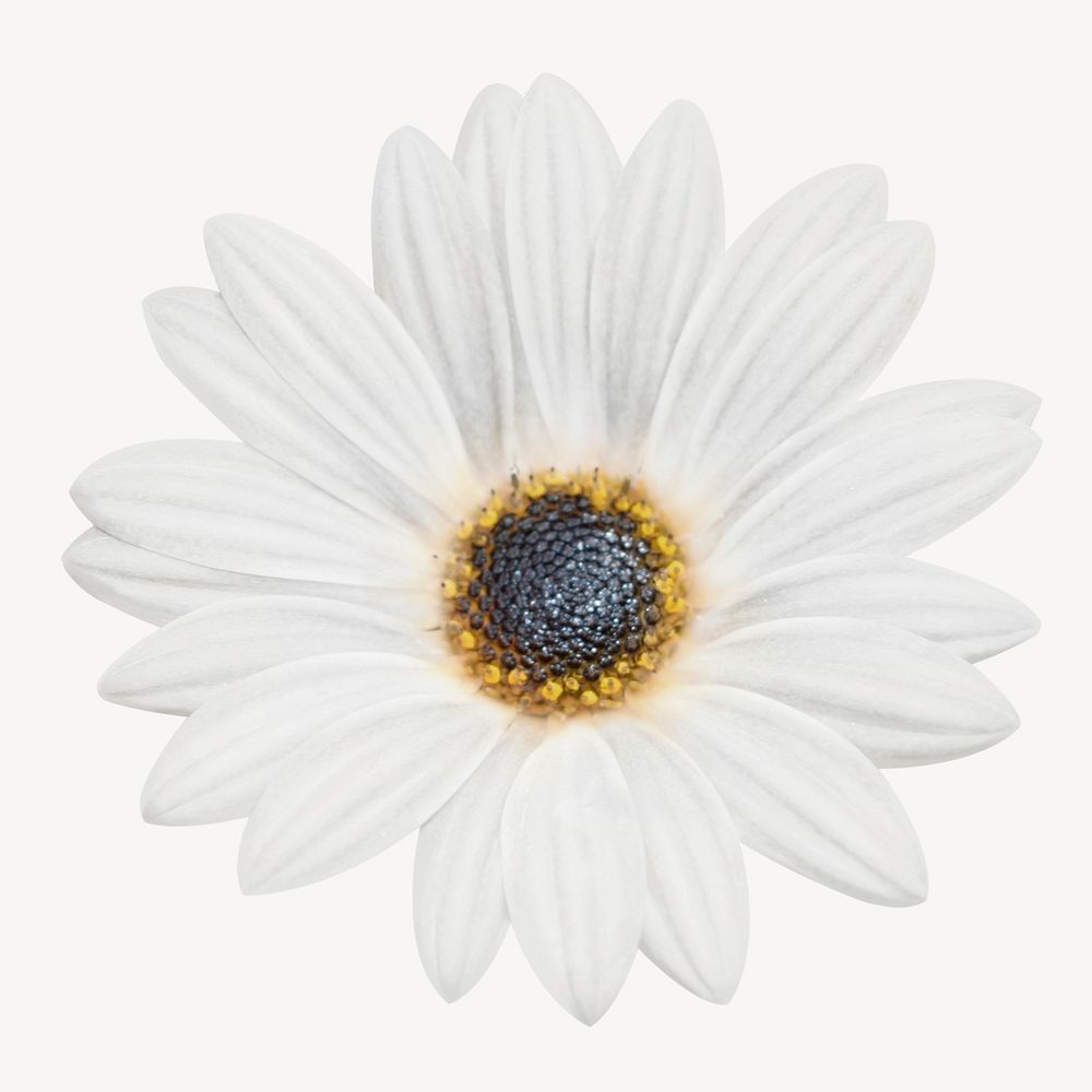 White daisy collage element psd | Free PSD - rawpixel
