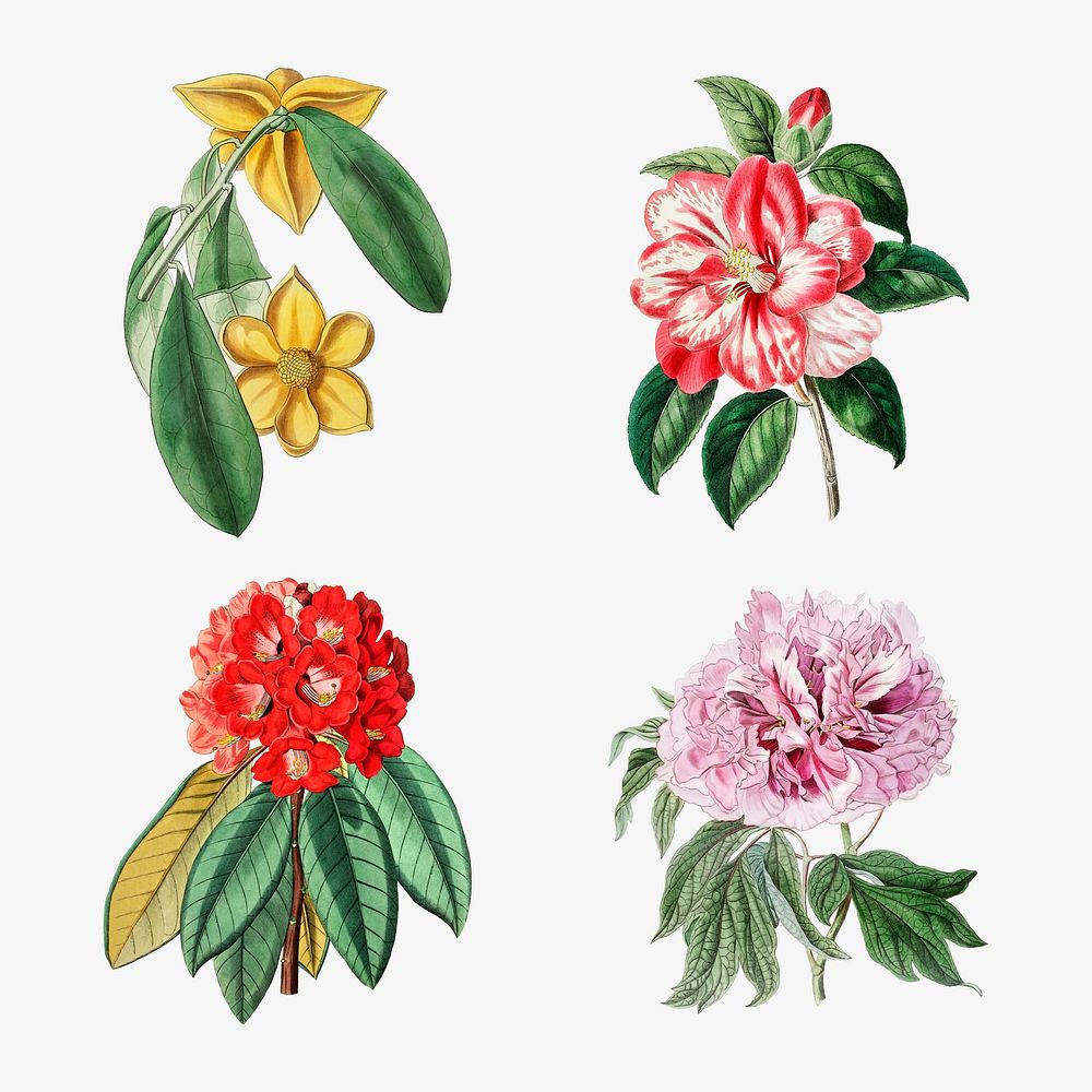 Vintage hand drawn flowers botanical | Premium Photo - rawpixel