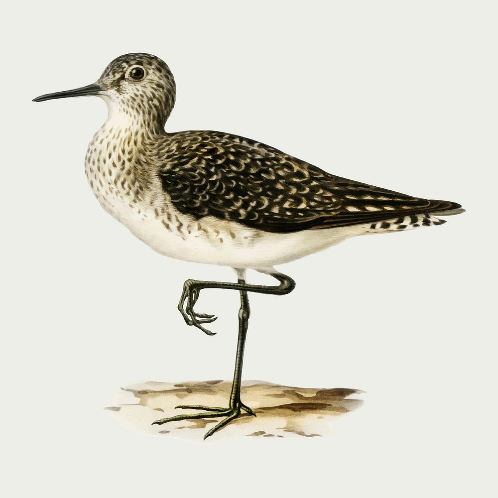 Vector wood sandpiper bird hand | Premium Vector Illustration - rawpixel