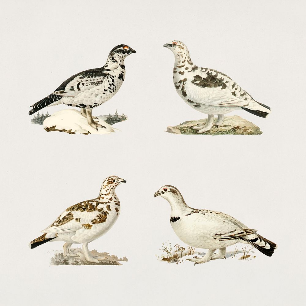 Vector mixed grouse hand drawn | Premium Vector - rawpixel