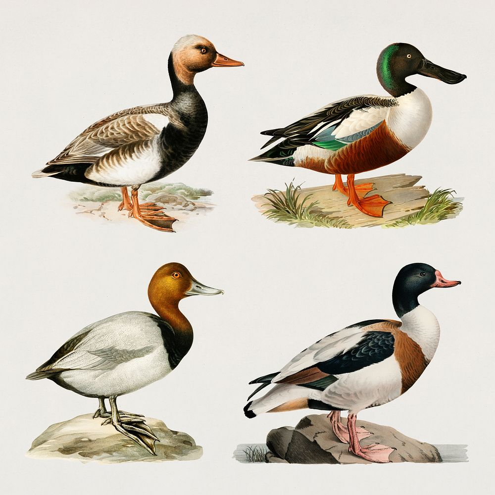 Vintage mixed ducks hand drawn | Premium Photo - rawpixel