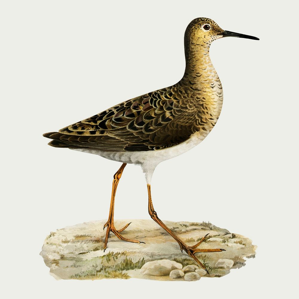 Vector ruff bird hand drawn | Premium Vector Illustration - rawpixel
