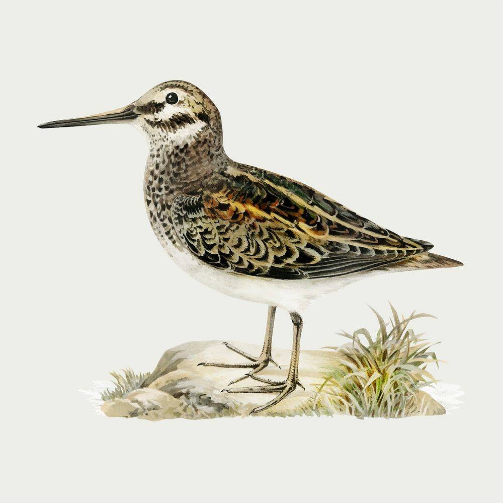 Vector jack snipe bird hand | Premium Vector Illustration - rawpixel