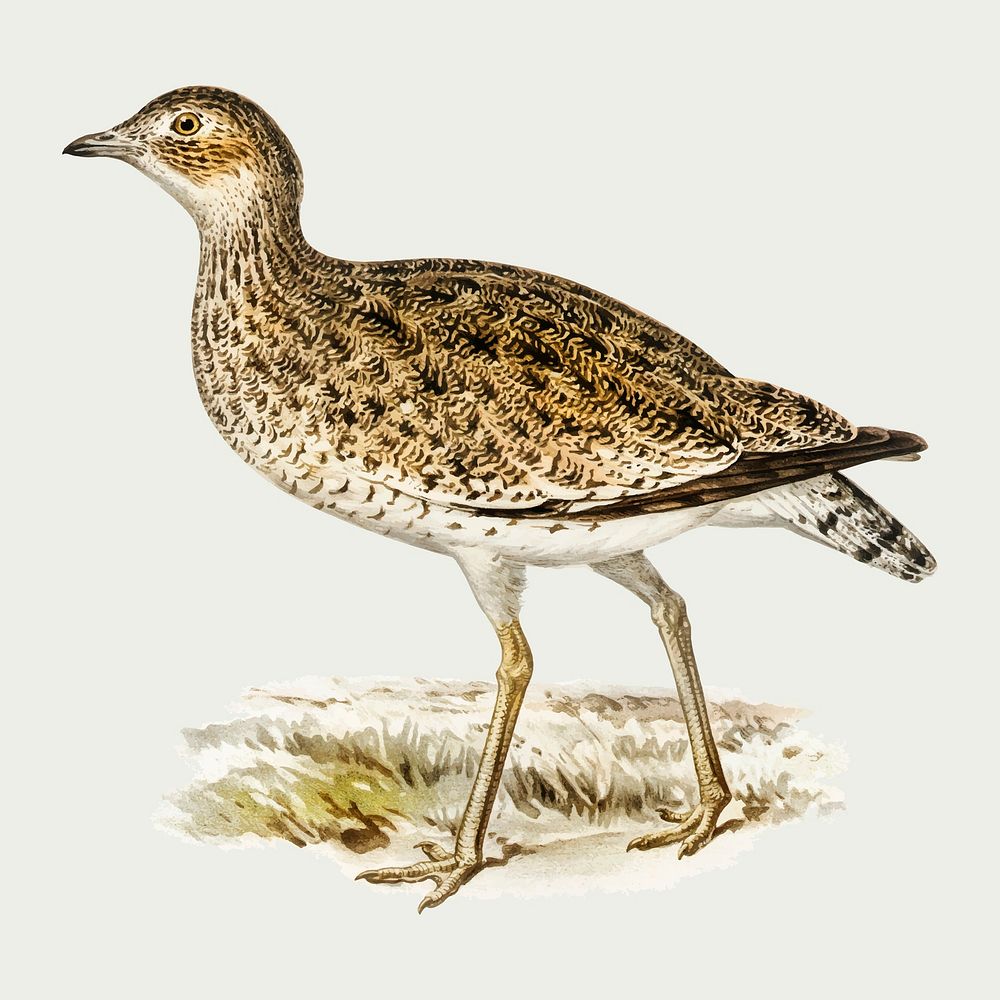 Vector little bustard bird hand | Premium Vector Illustration - rawpixel