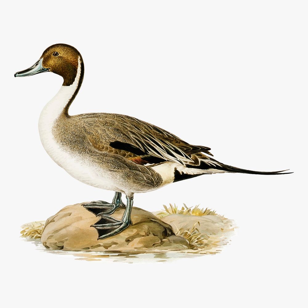 Vector northern pintail bird hand | Premium Vector Illustration - rawpixel
