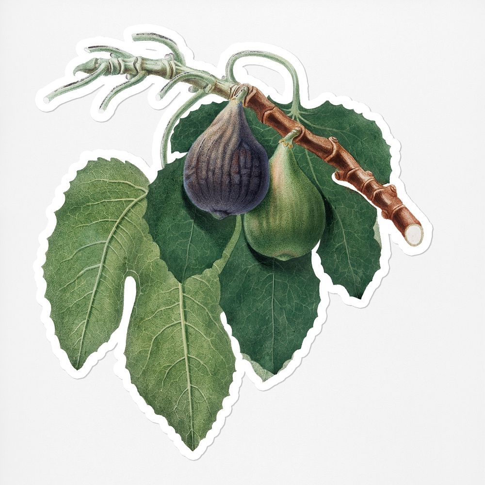 Hand drawn fig fruit sticker | Premium PSD - rawpixel
