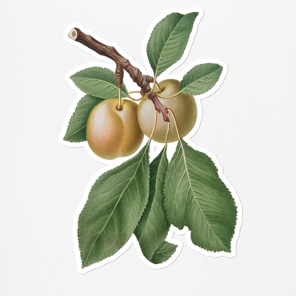 Hand drawn prune fruit sticker | Premium PSD - rawpixel