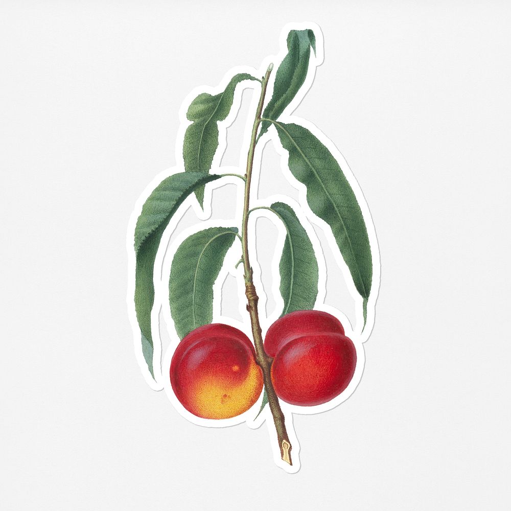 Hand drawn peach fruit sticker | Premium PSD - rawpixel