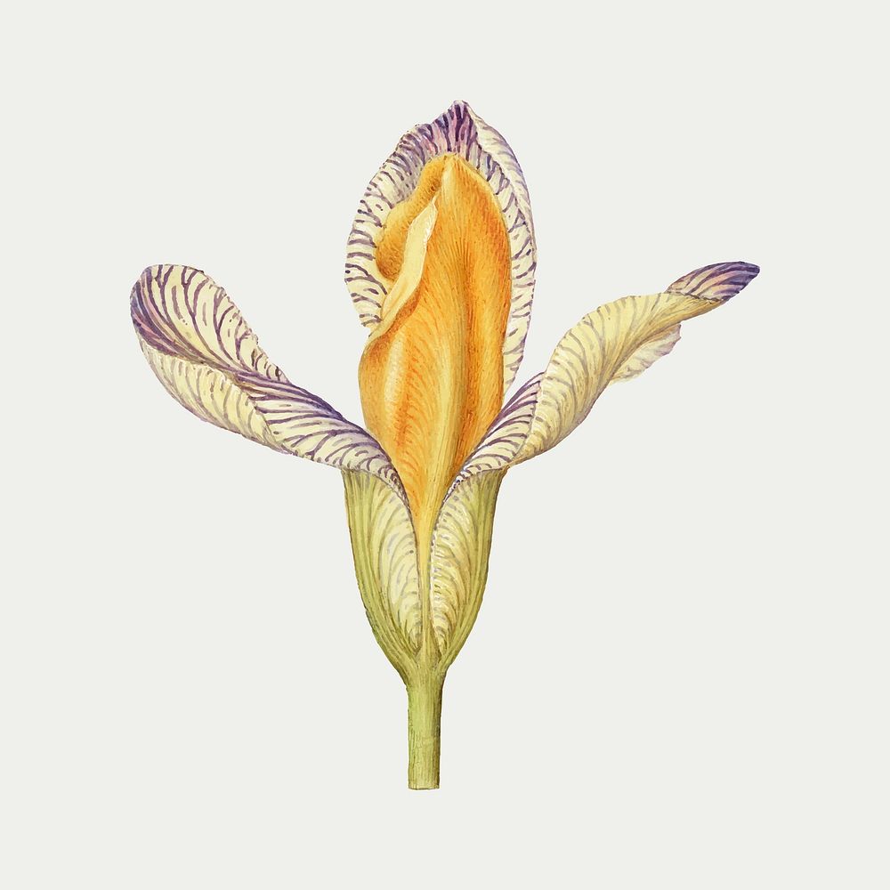 Yellow iris flower vector hand | Premium Vector Illustration - rawpixel