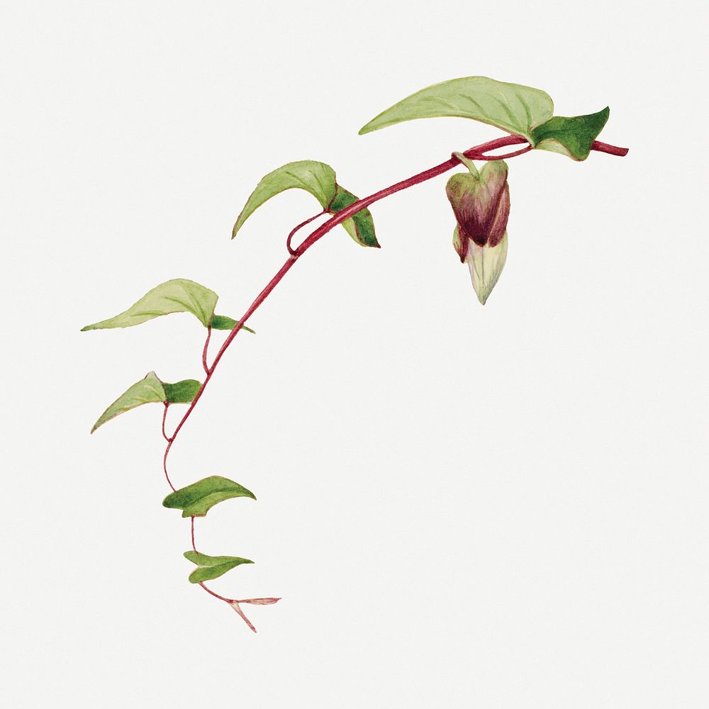 Vintage hedge bindweed flower illustration | Premium Photo - rawpixel