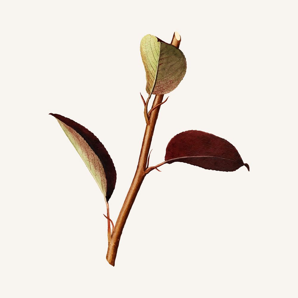 Vintage pear stick illustration vector. | Premium Vector Illustration ...