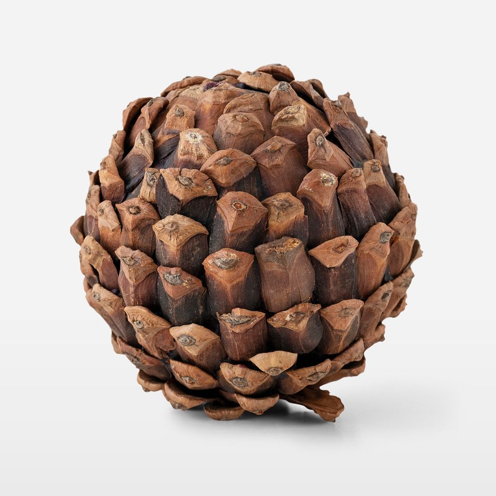 Closeup natural pincone design element | Premium PSD - rawpixel