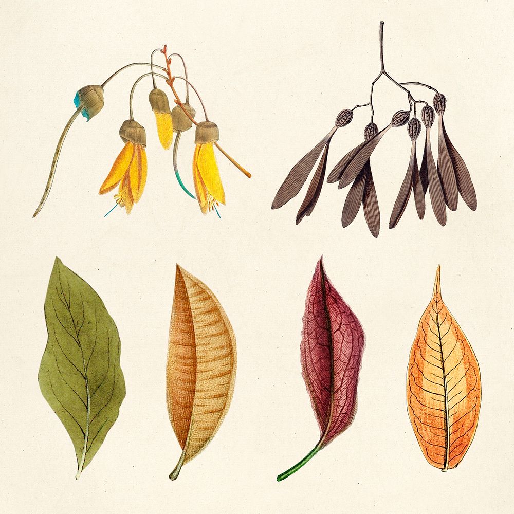 Mixed flowers and leaves set | Premium PSD - rawpixel
