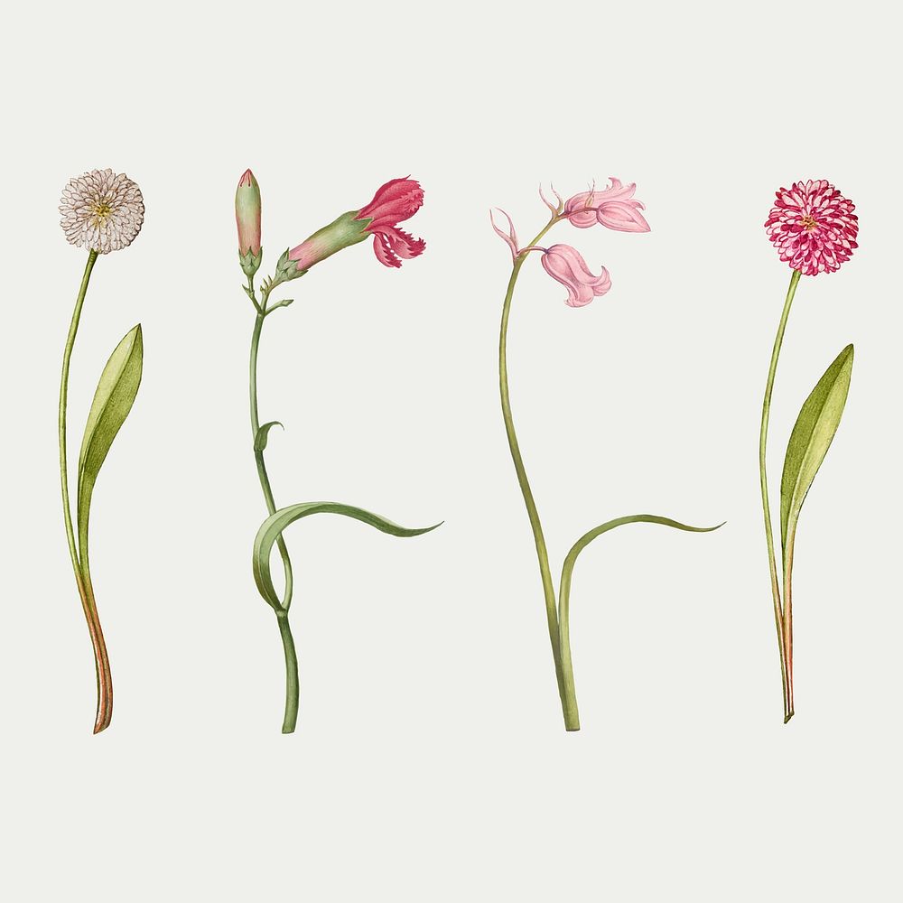 Flower floral flourish design vector | Premium Vector - rawpixel