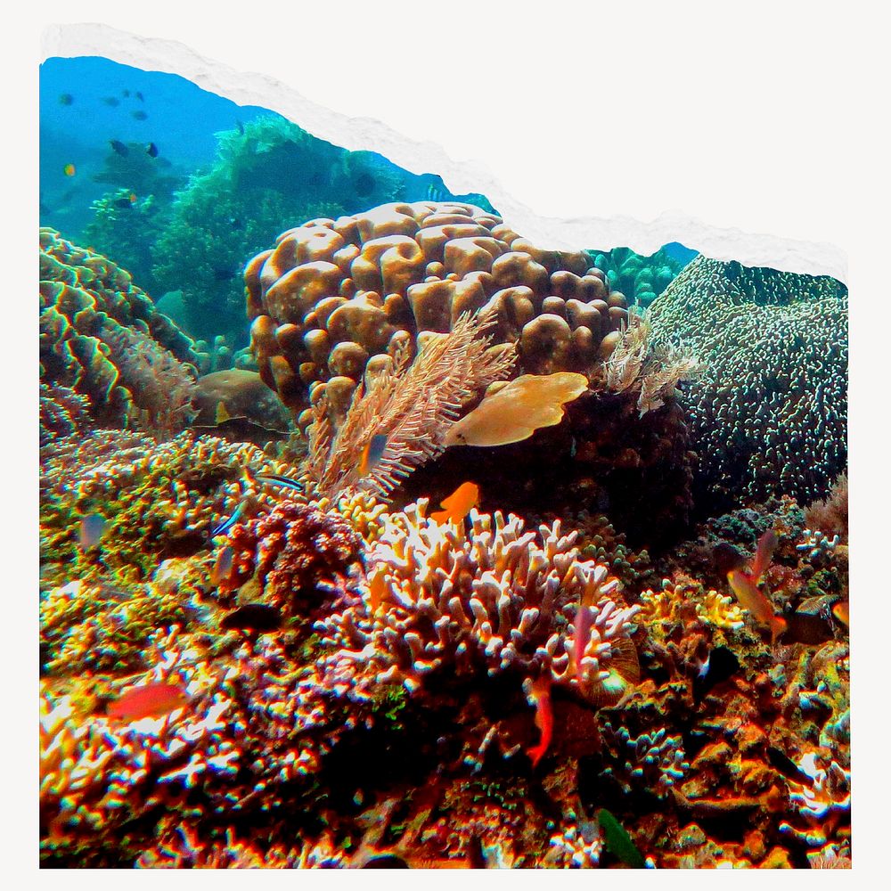 Coral reef background, ripped paper, | Premium Photo - rawpixel